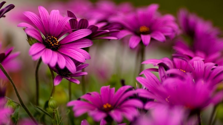 Best Collection beautiful flowers Wallpapers for your desktop Best Collection beautiful flowers Wallpapers for your desktop